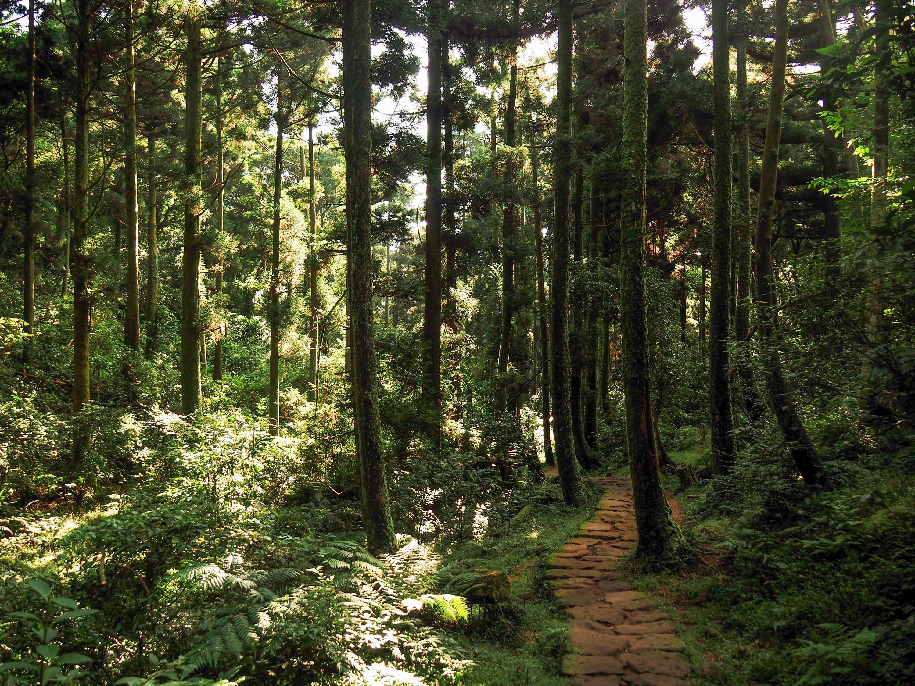 YANGMINGSHAN HIKES | Taiwan Trails and Tales