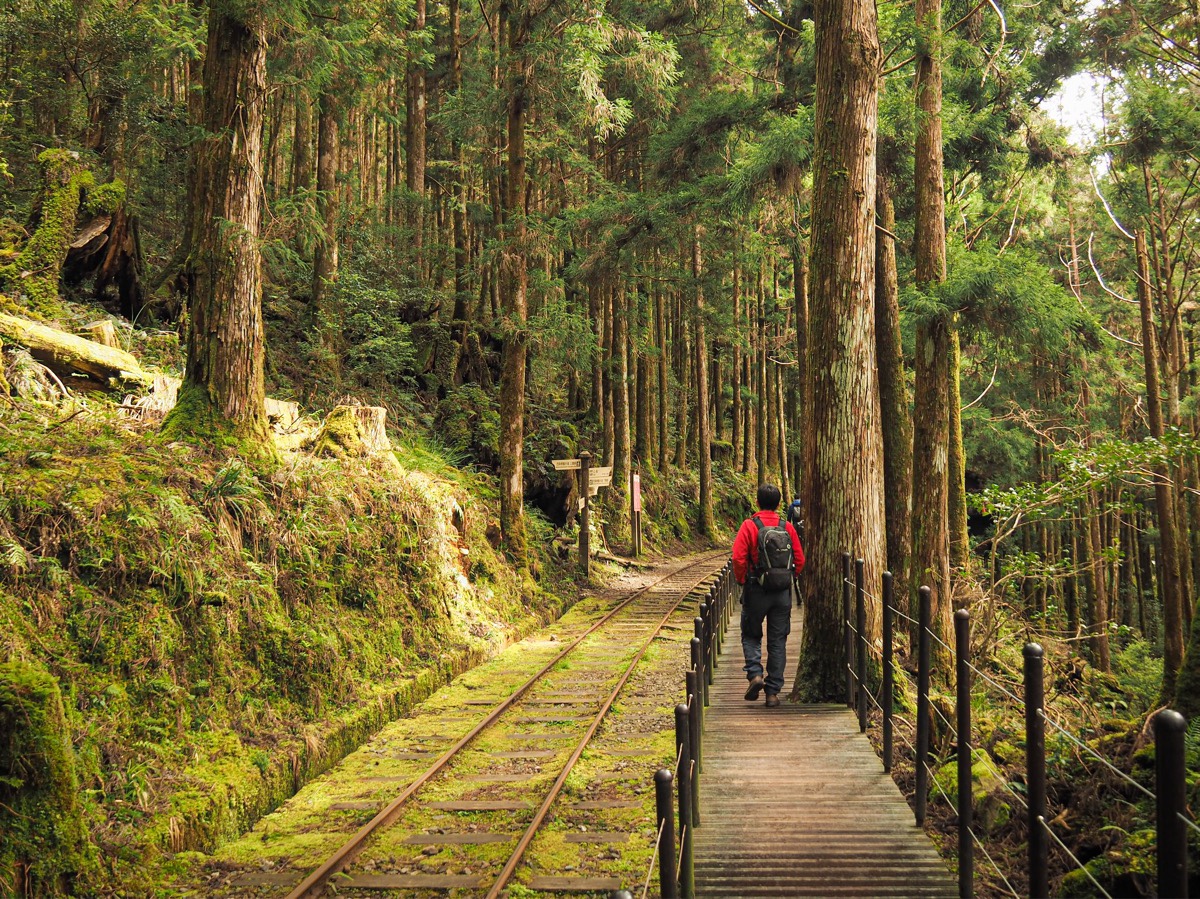 MAOSING MAIN TRAIL (茂興步道主線) | Taiwan Trails and Tales