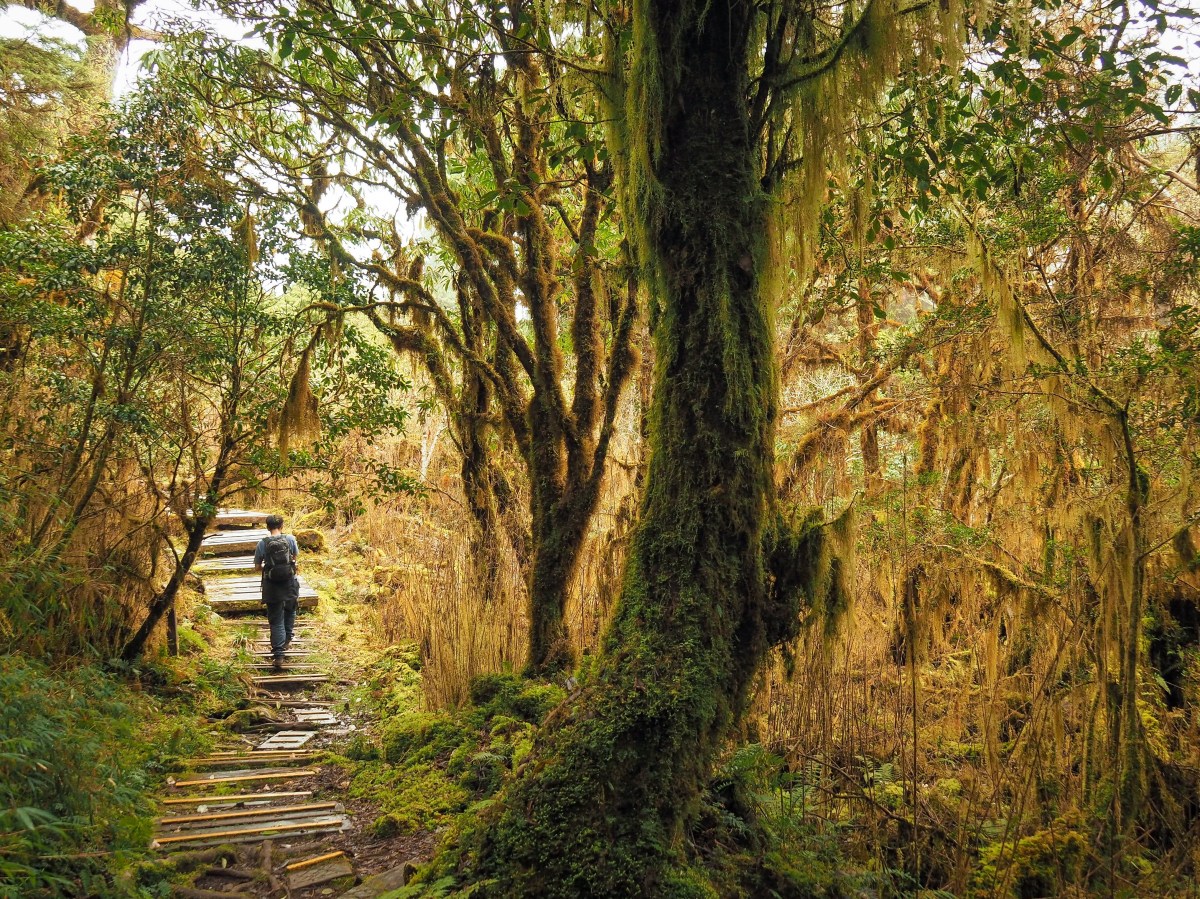 TAIPINGSHAN FOREST RECREATION AREA | taiwan trails and tales