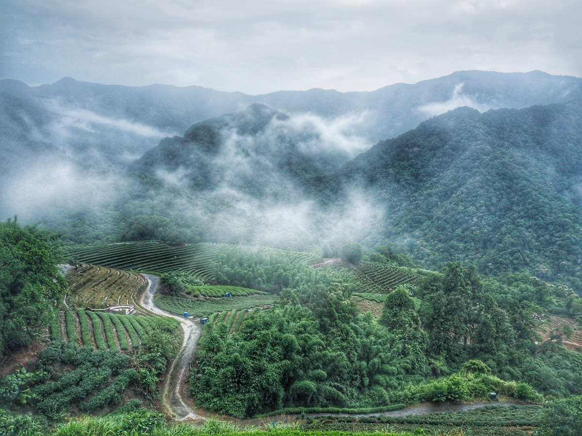 MOUNT KAIYANLUN and TEA TERRACE TRAIL (開眼崙山/茶園步道) | Taiwan Trails and Tales