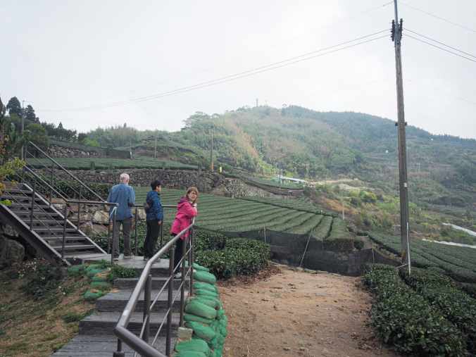ERYANPING TEA TRAIL (二延平步道) | Taiwan Trails and Tales