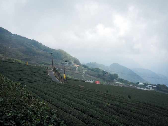ERYANPING TEA TRAIL (二延平步道) | Taiwan Trails and Tales