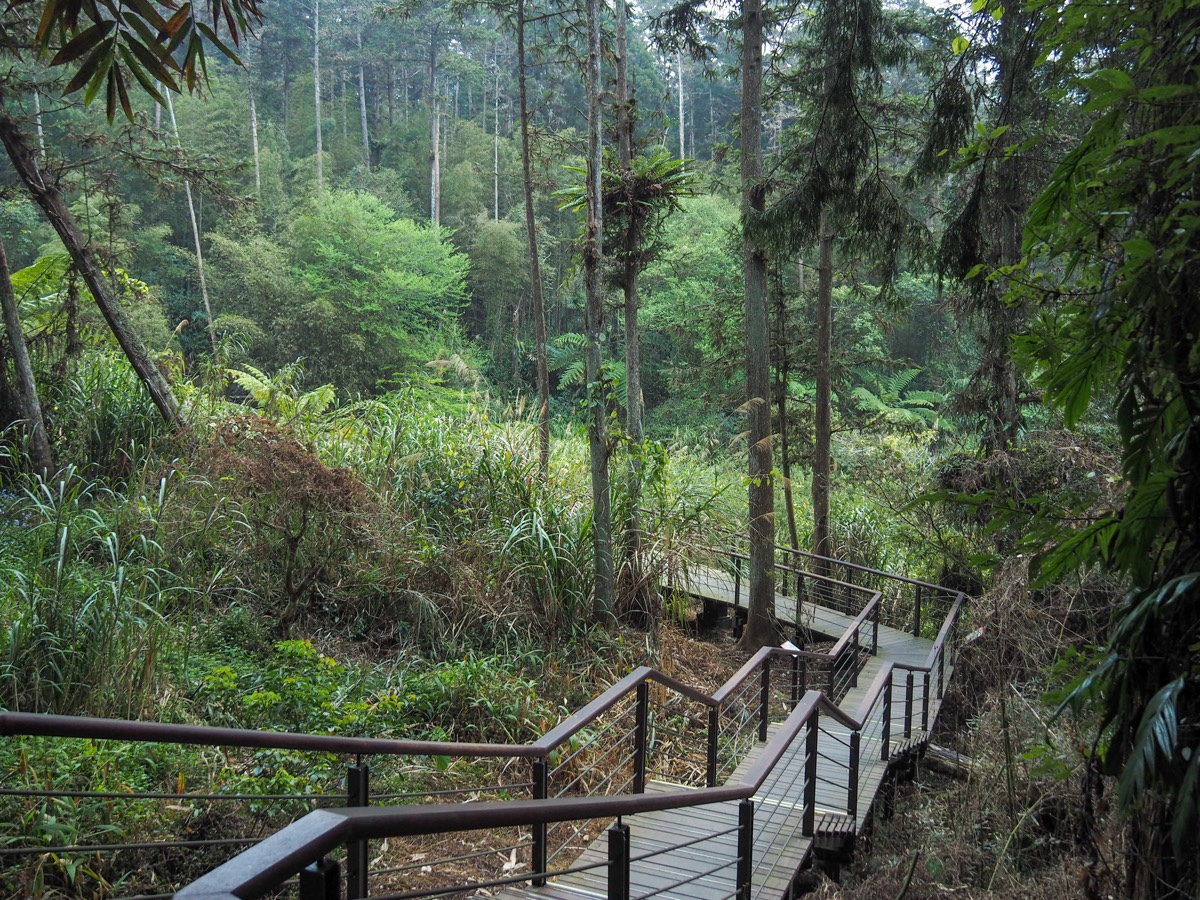 FENQIHU CEDAR BOARDWALK TRAIL (奮起湖杉林步道) | Taiwan Trails and Tales