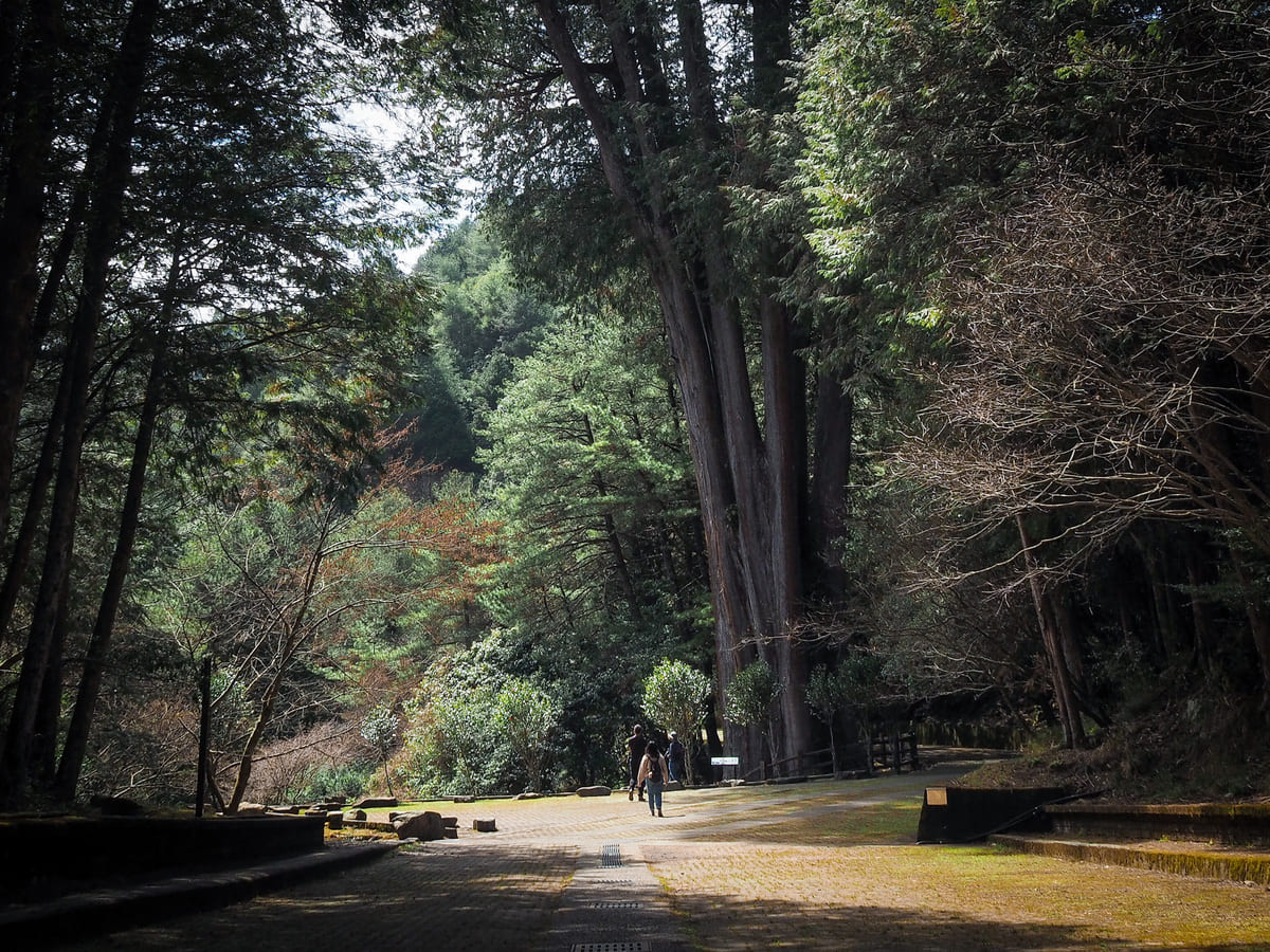 XUESHAN SACRED TREE TRAIL (雪山神木) | Taiwan Trails and Tales