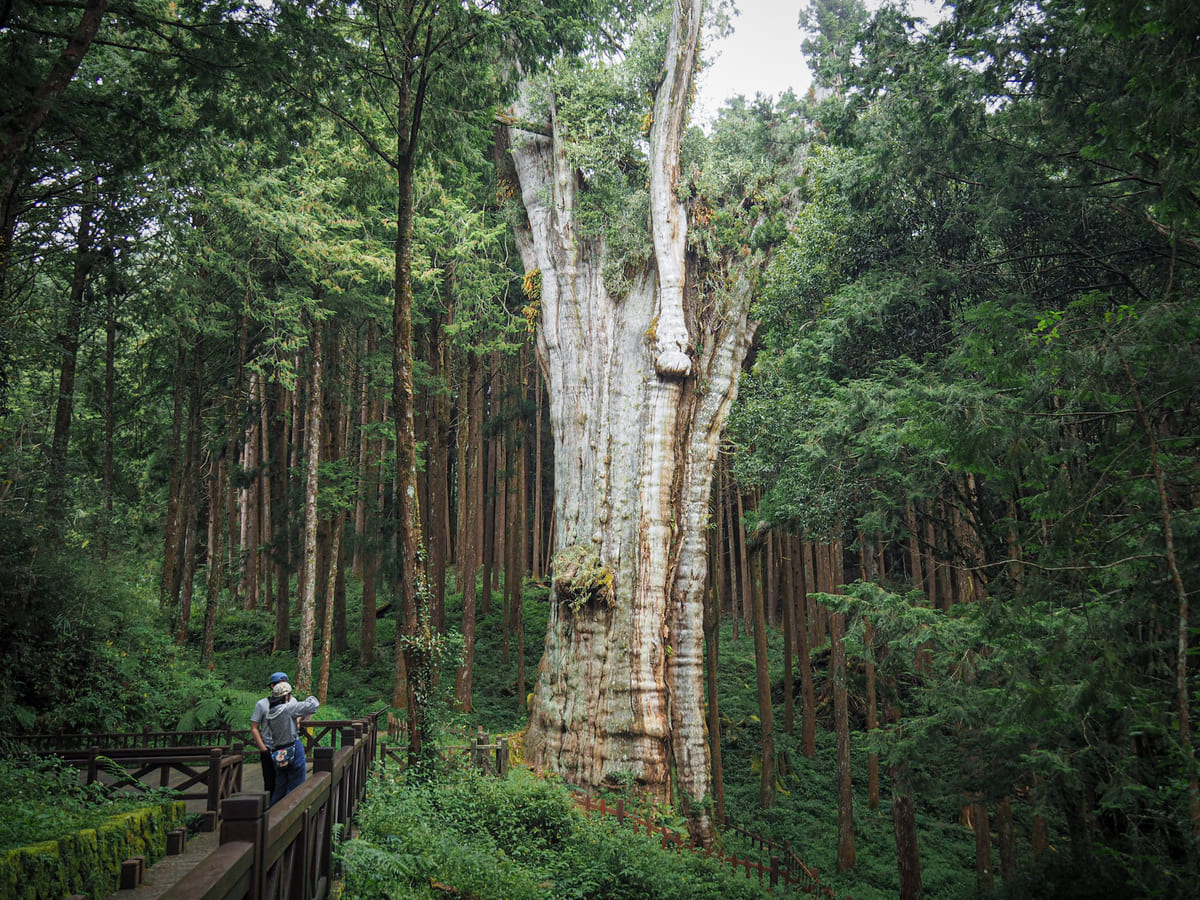 SHUISHAN GIANT TREE TRAIL (水山神木步道) | Taiwan Trails and Tales