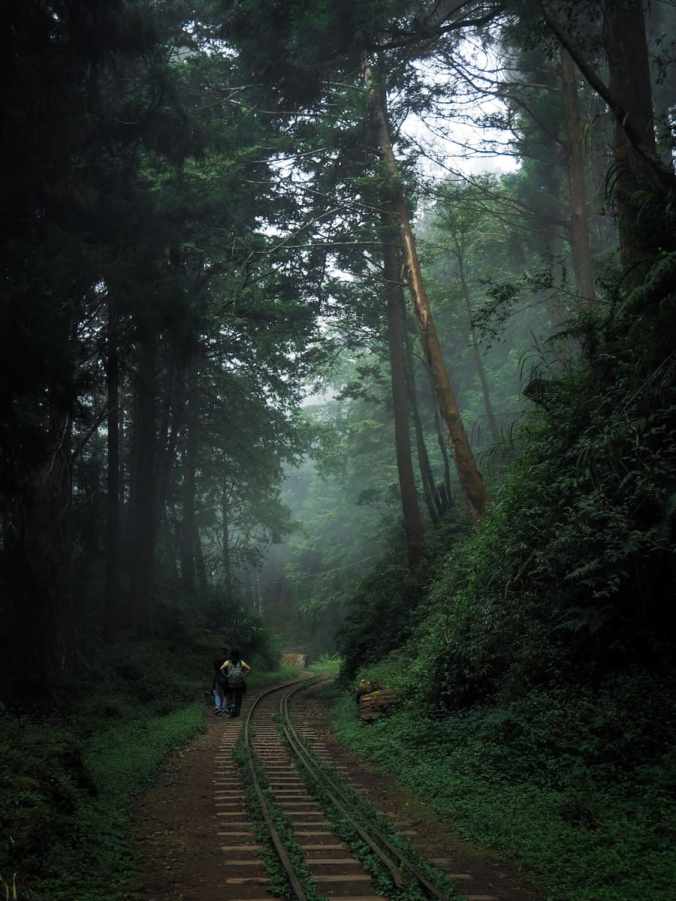 SHUISHAN GIANT TREE TRAIL (水山神木步道) | Taiwan Trails and Tales