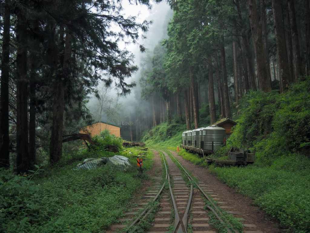 SHUISHAN GIANT TREE TRAIL (水山神木步道) | Taiwan Trails and Tales