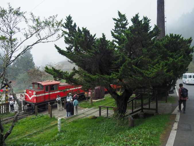 SHUISHAN GIANT TREE TRAIL (水山神木步道) | Taiwan Trails and Tales
